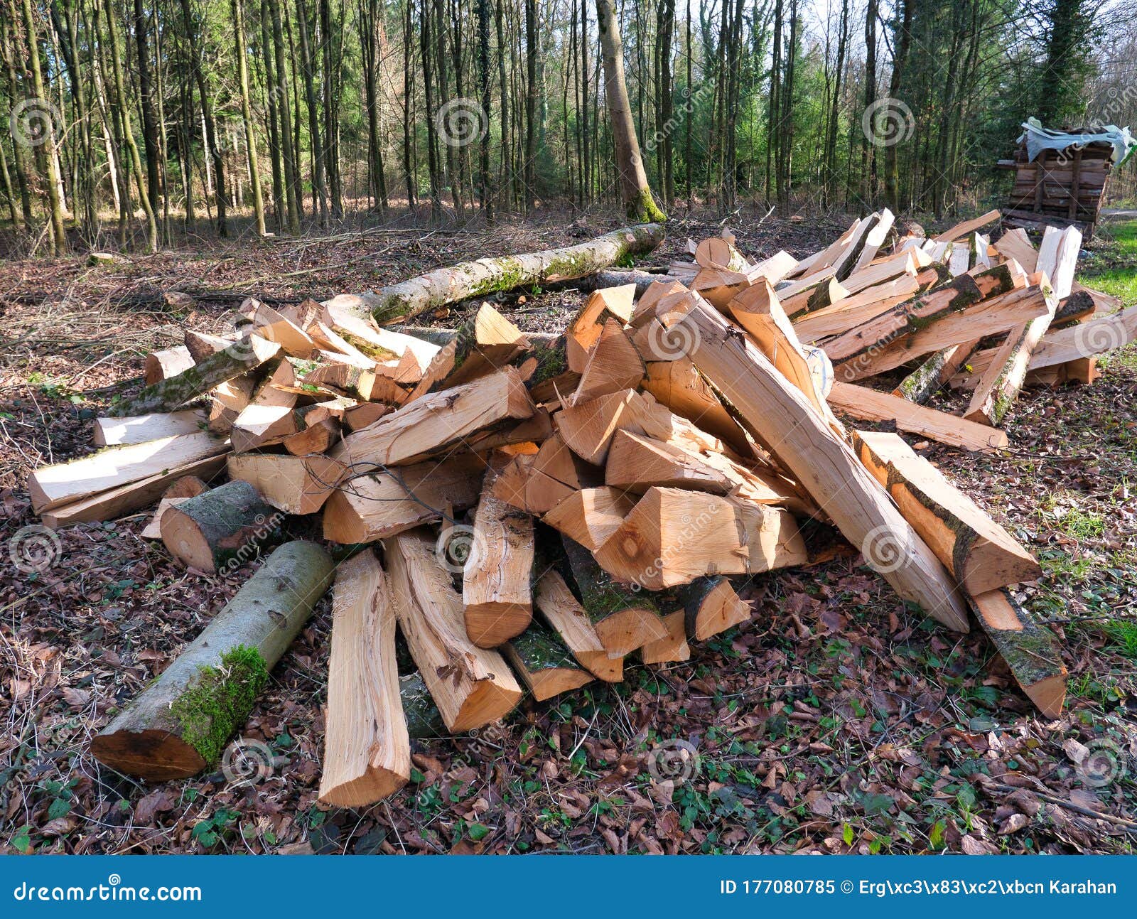 Trees Made into Logs in the Forest. Stock Image - Image of global ...