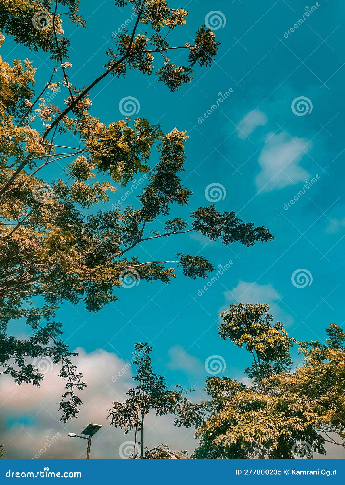 Trees that Make the Air Cool Stock Image - Image of cool, trees: 277800235