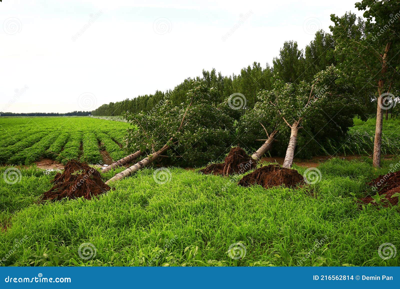The Trees Make Winds Blow Down Stock Photo - Image of nature, forest ...