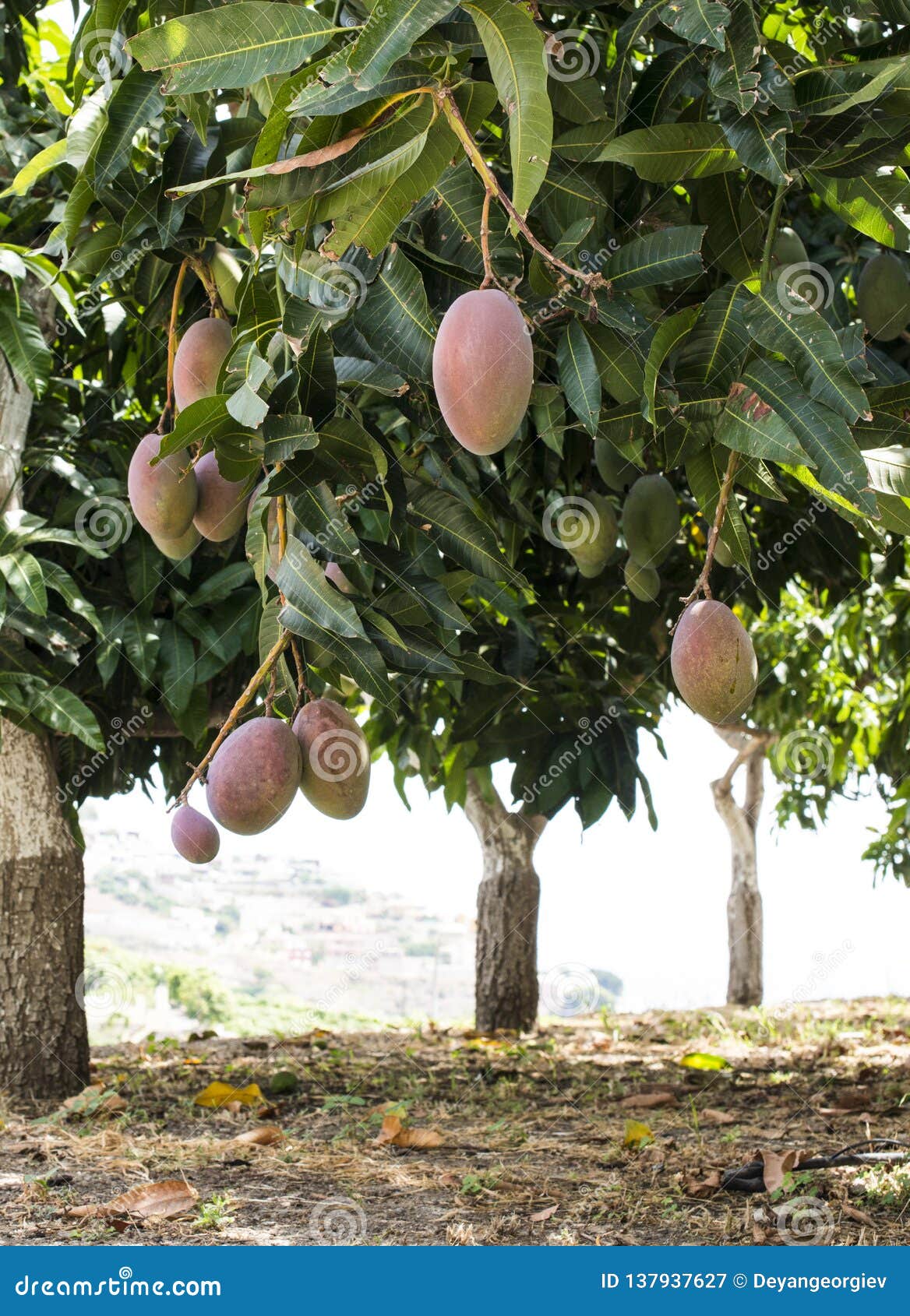 Trees with mangoes stock image. Image of garden, summer - 137937627