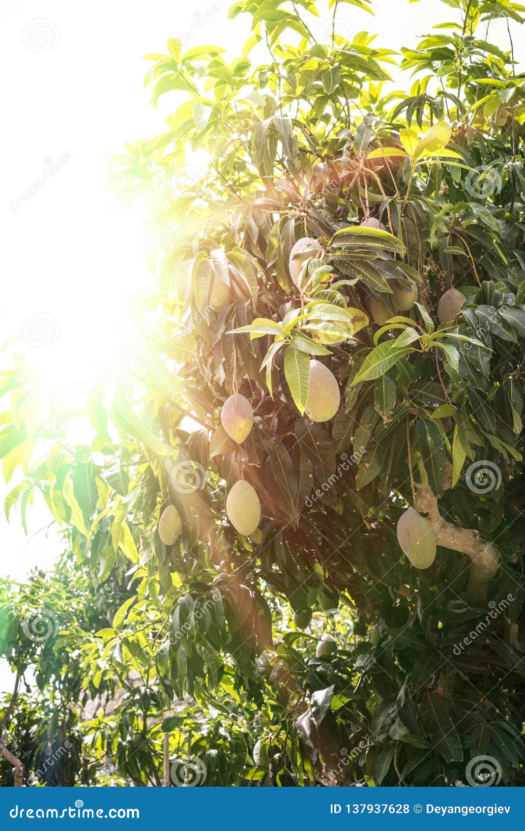 Trees with Mangoes at Sunset Stock Photo - Image of fruit, agriculture ...