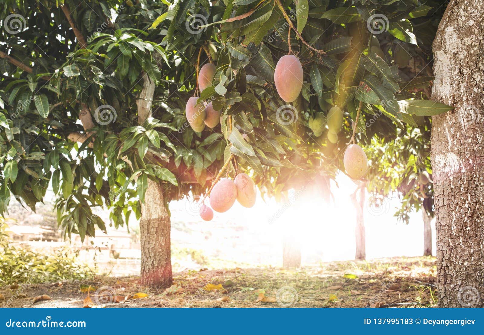 Trees with Mangoes at Sunset Stock Image - Image of backlight, food ...