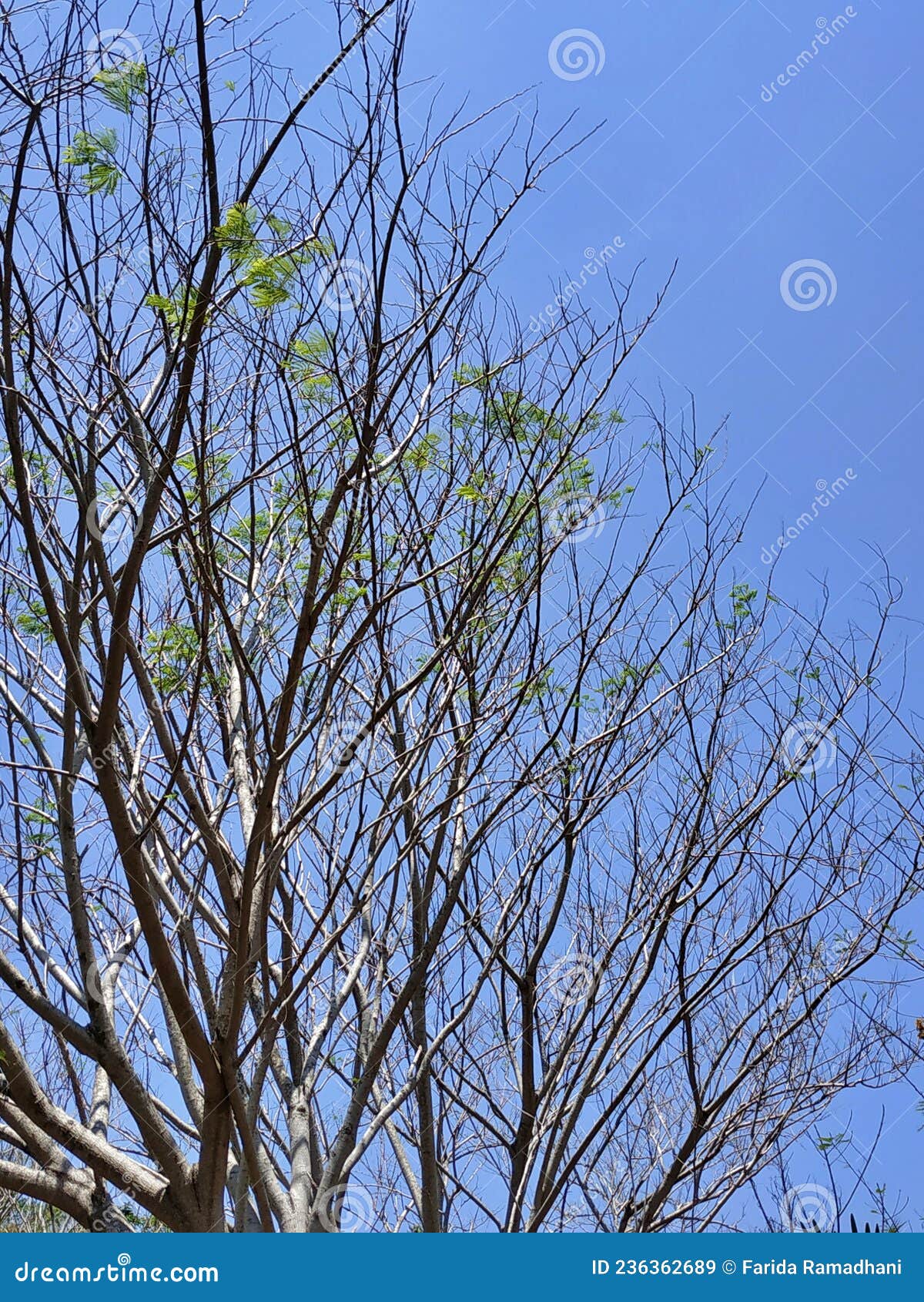 The Trees with Many Branches but Few Leaves Stock Image - Image of ...