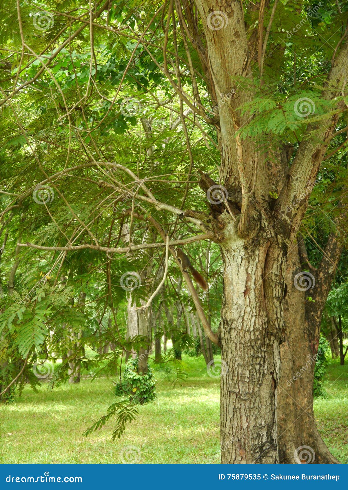 Trees stock image. Image of foliage, breezy, brake, bonsai - 75879535
