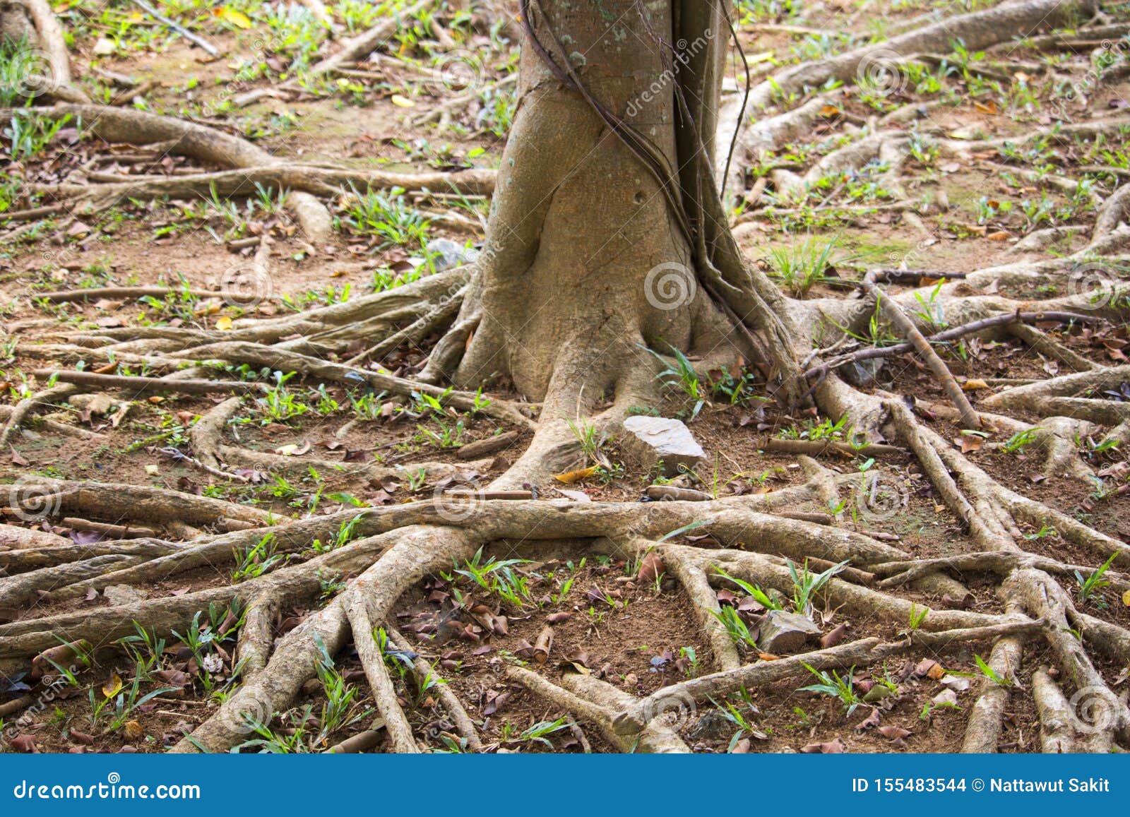 Trees with Many Roots Emerging from the Soil Stock Photo - Image of ...