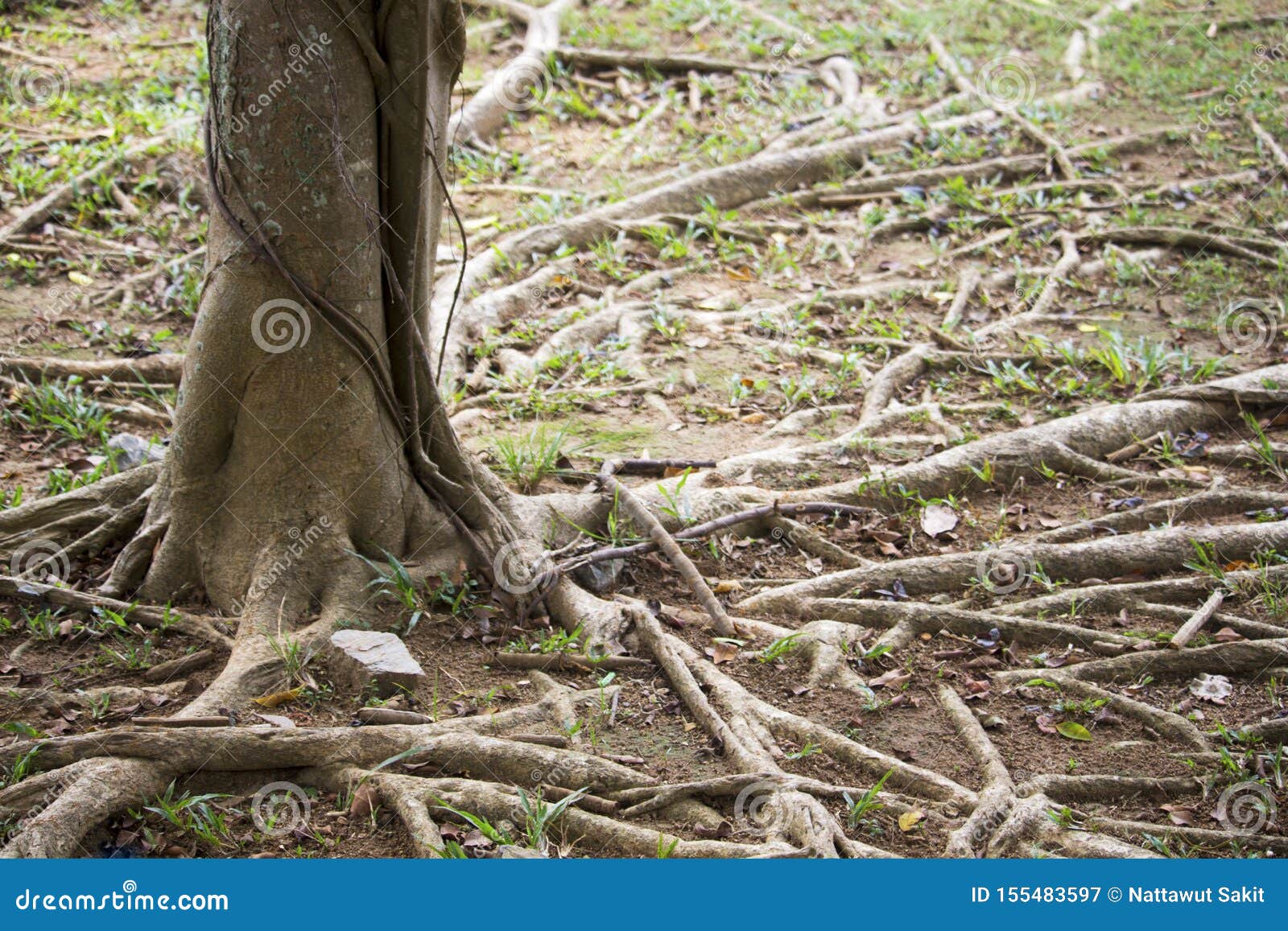 Trees with Many Roots Emerging from the Soil Stock Image - Image of ...