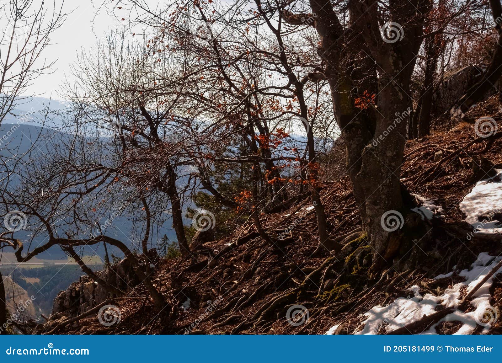 Trees with Many Roots on the Surface during Hiking in the Mountains ...