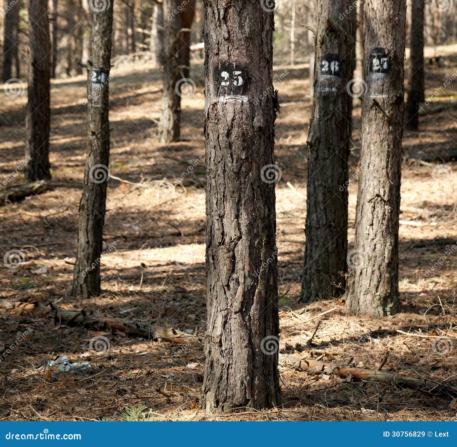 Trees Marked for Cutting Down Stock Image - Image of forest, marked ...