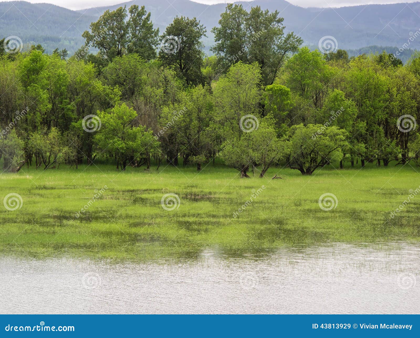 Marsh Grass River Bank Stock Images - Download 1,738 Royalty Free Photos