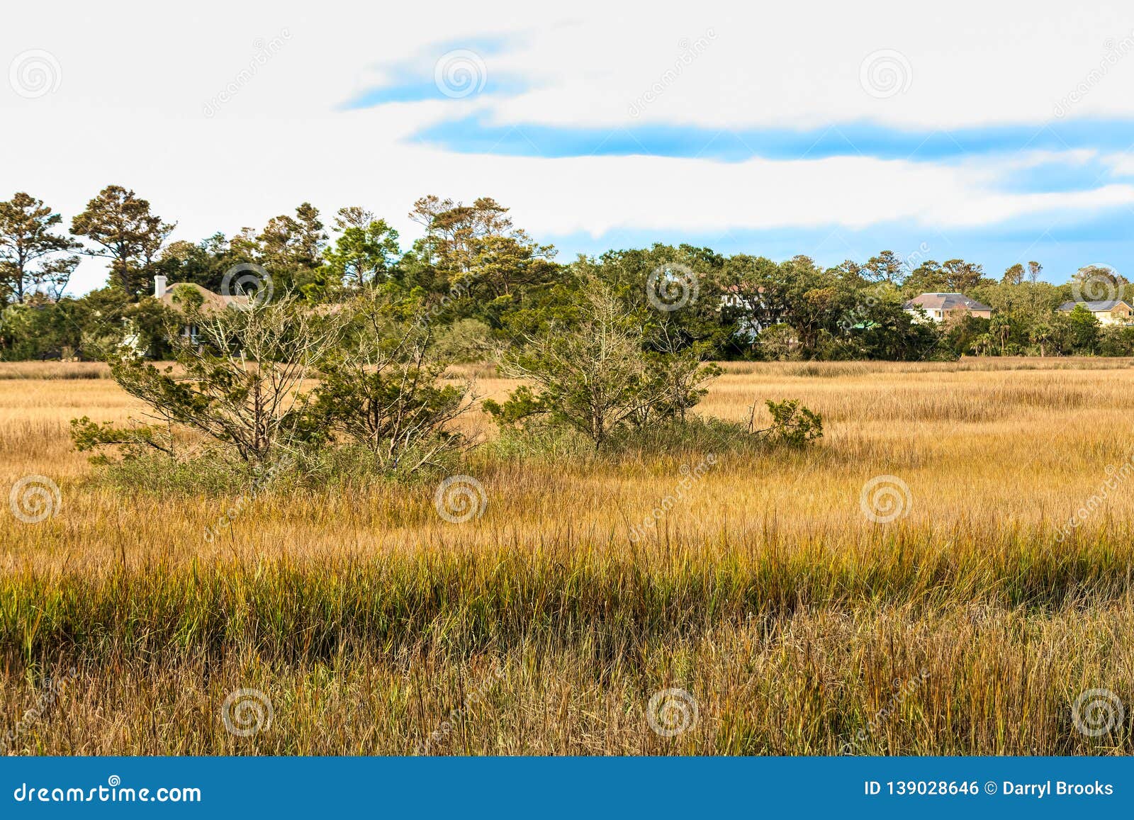 Trees in Marsh stock photo. Image of swamp, water, refuge - 139028646