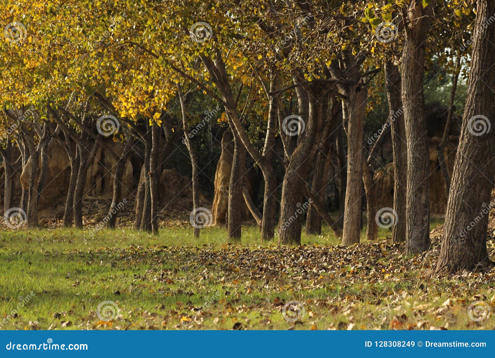 Trees in Matsieng Lesotho stock image. Image of mosotho - 128308249