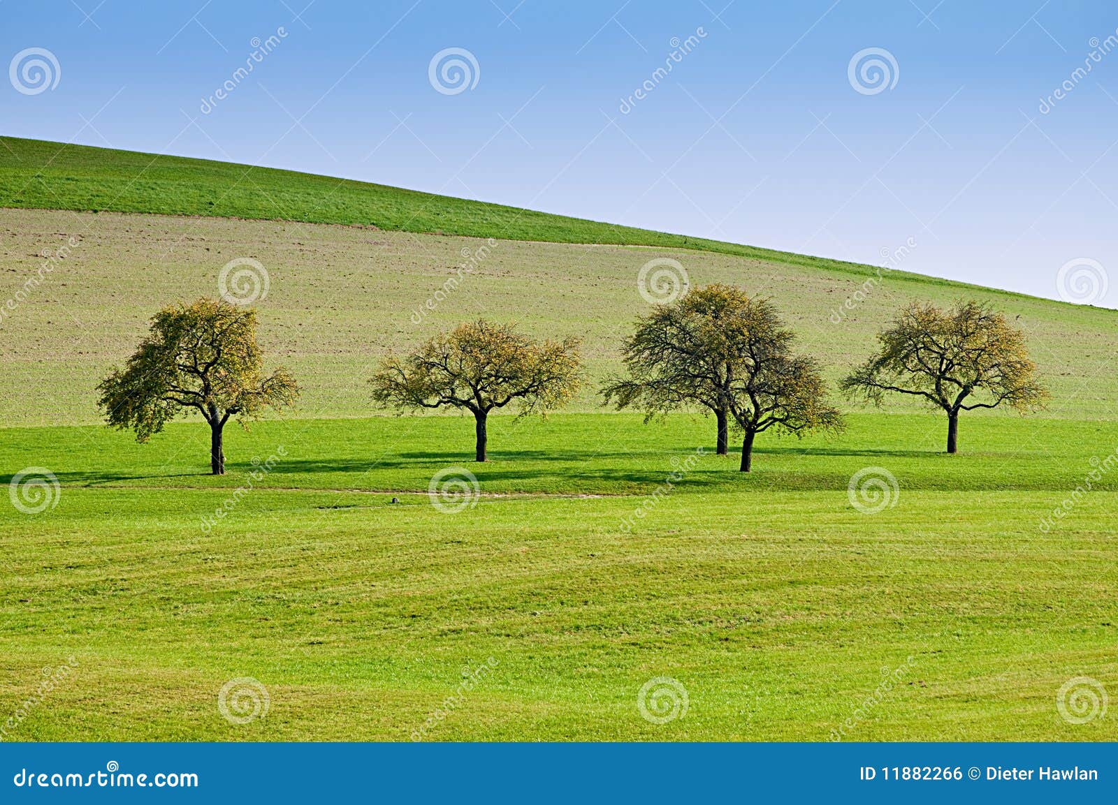 Trees on a Meadow stock photo. Image of idyllic, landscape - 11882266