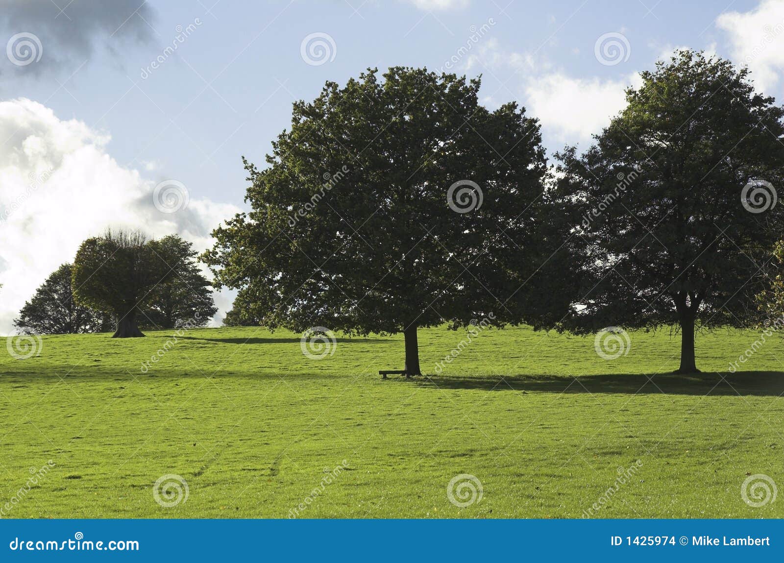Trees in meadow stock photo. Image of trees, country, autumn - 1425974