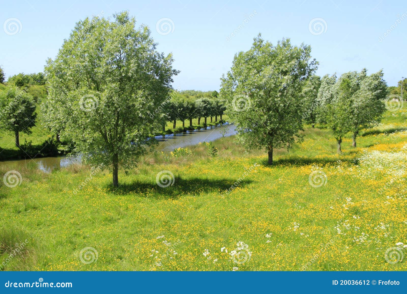 Trees and meadow stock photo. Image of seasonal, landscape - 20036612