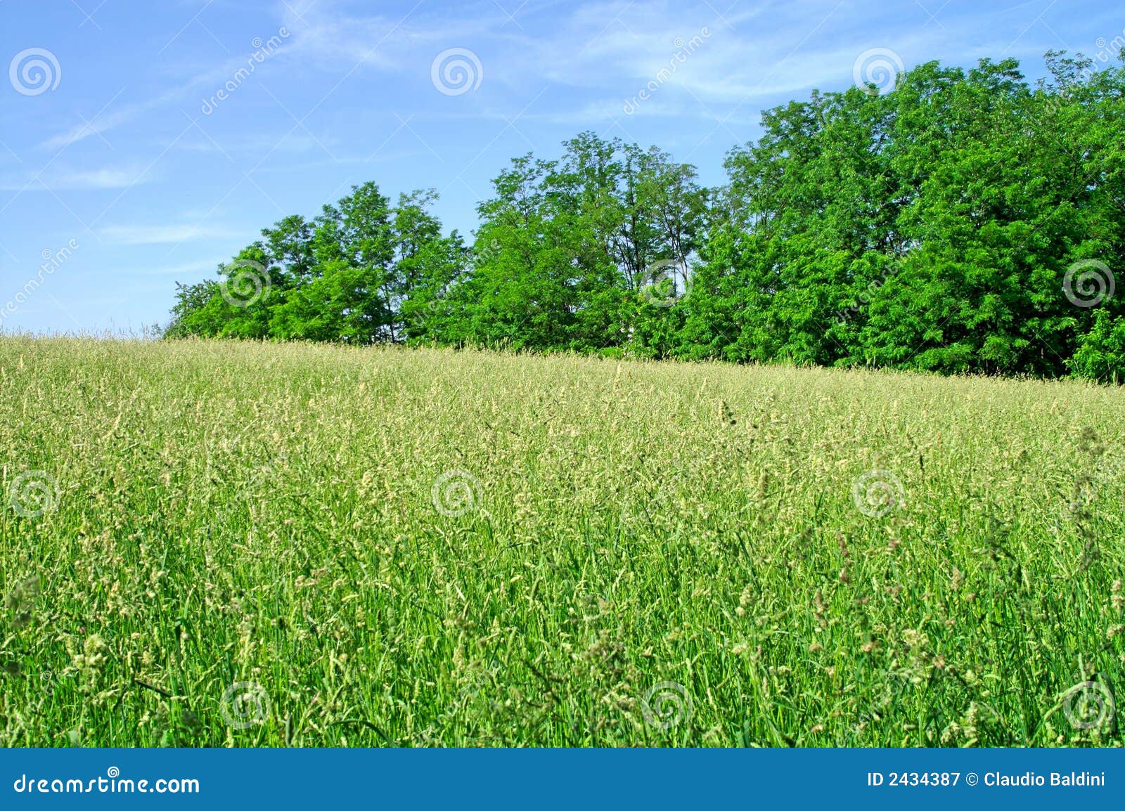 Trees and meadow stock image. Image of scene, green, peaceful - 2434387
