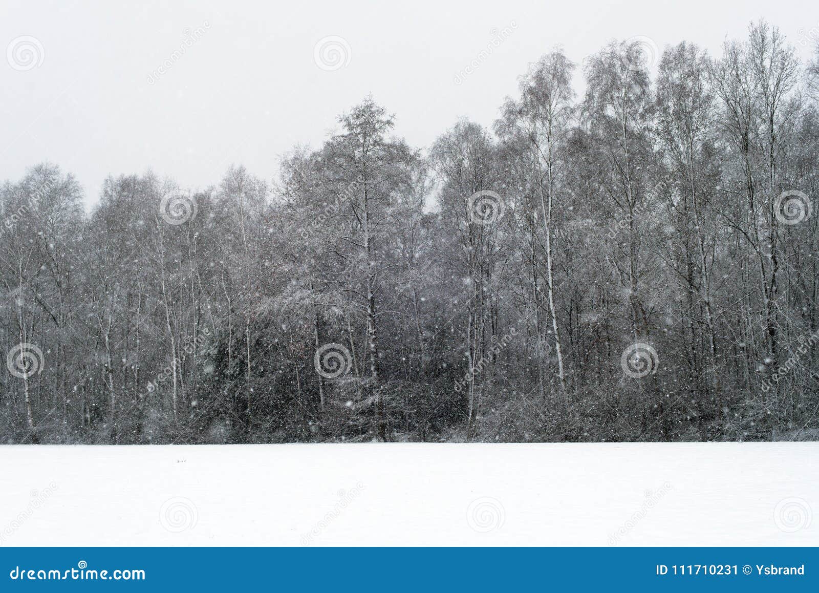 Trees and Meadow Covered in Snow during Snowfall. Stock Image - Image ...