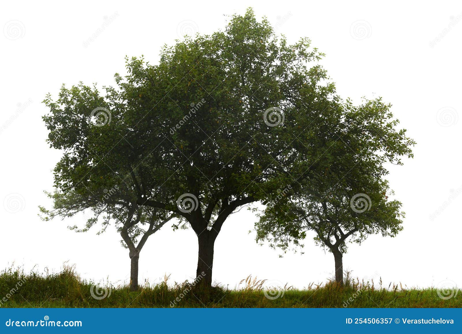 Trees on a Meadow Isolated on White Background Stock Image - Image of ...