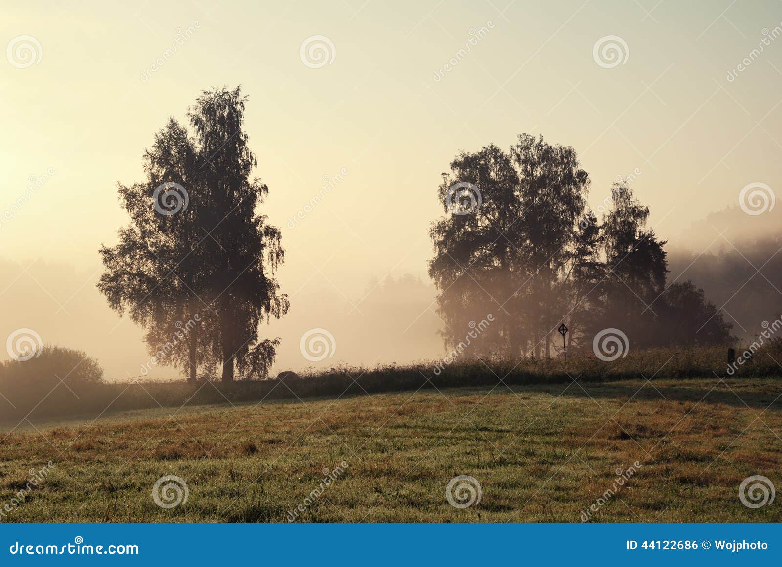 Trees and a Meadow in Morning Fog Stock Photo - Image of field, grey ...