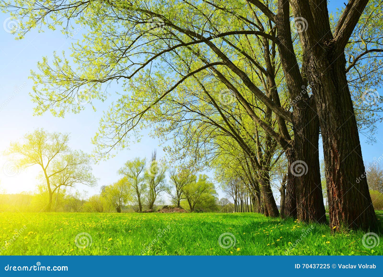 Trees on Meadow in Sunny Day Stock Image - Image of season, landscape ...
