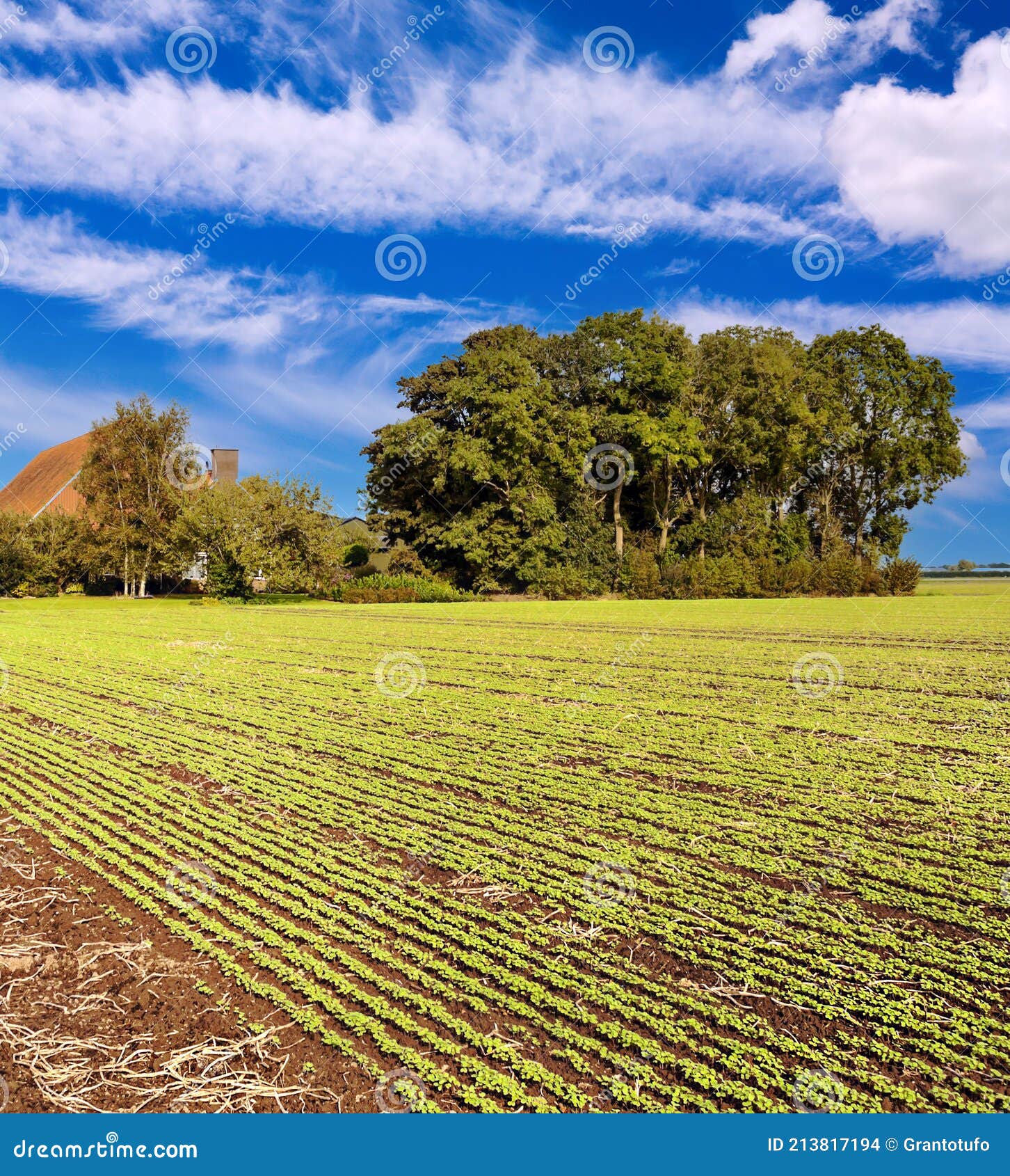 Trees in the meadows stock photo. Image of land, horizon - 213817194