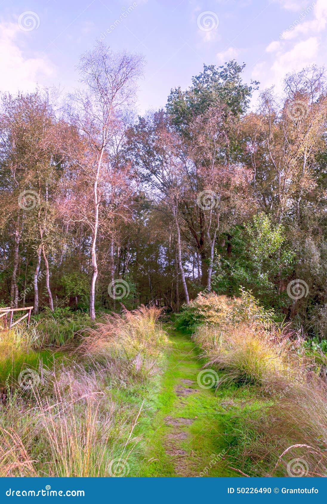 Trees in the meadows stock photo. Image of nature, country - 50226490