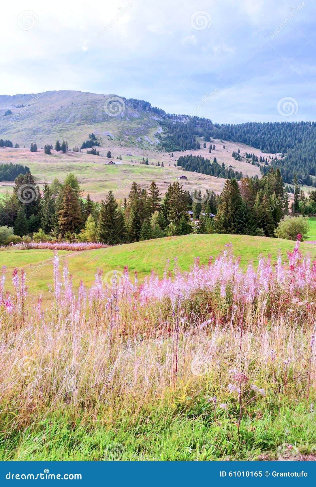 Trees in the Meadows of Switzerland Stock Image - Image of fresh, alps ...