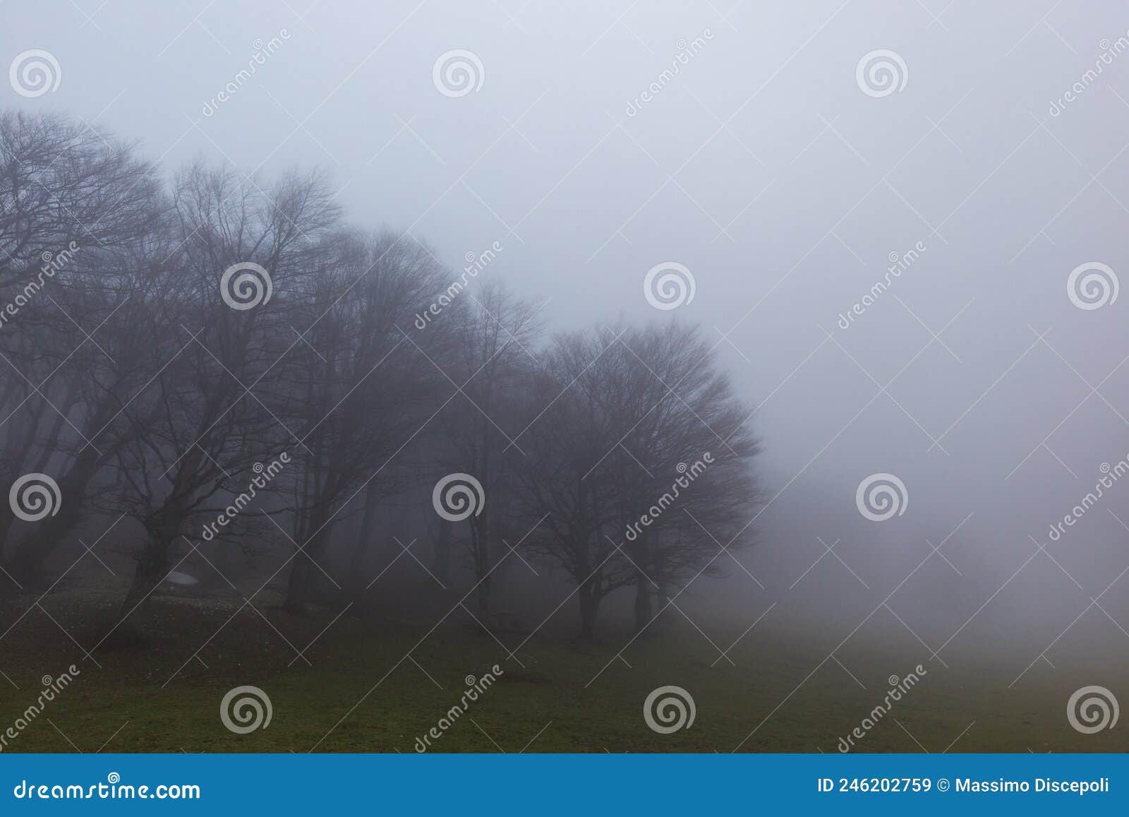 Trees in the middle of fog stock image. Image of journey - 246202759