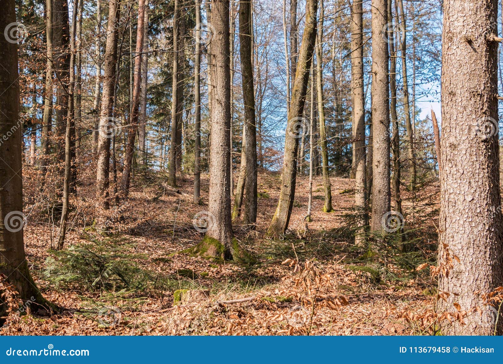 Trees in the Middle of the Forest Stock Photo - Image of forestry ...
