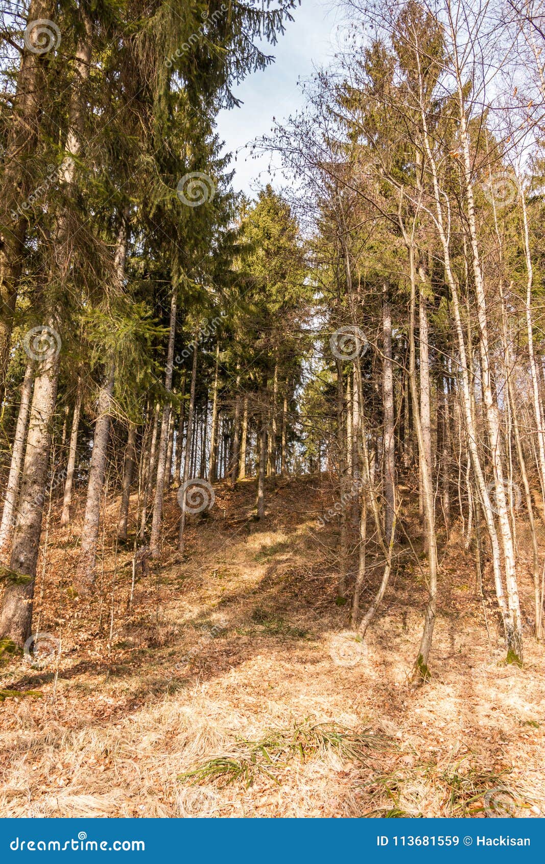 Trees in the Middle of the Forest Stock Image - Image of plants, tree ...