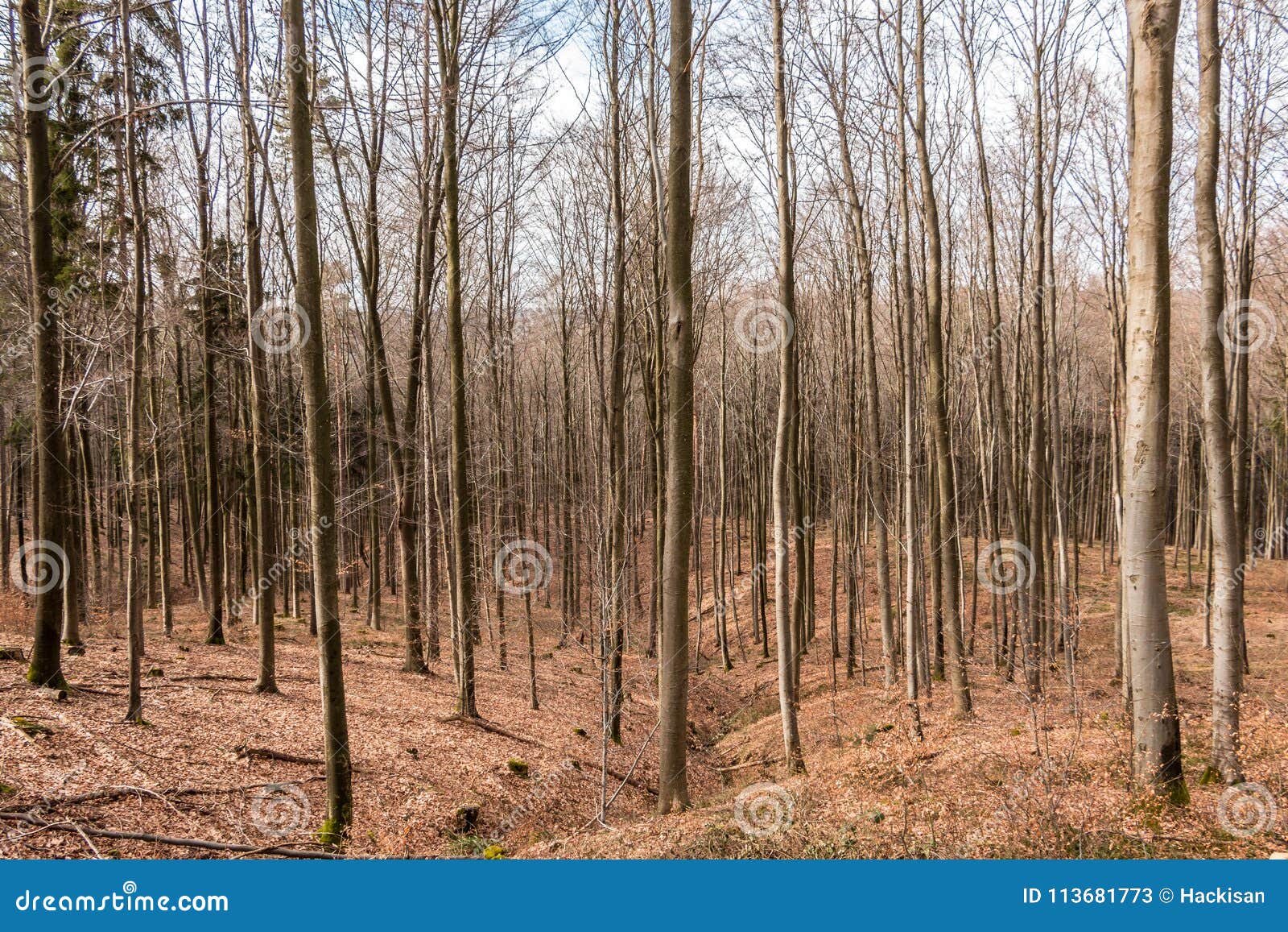 Trees in the Middle of the Forest Stock Image - Image of forest ...