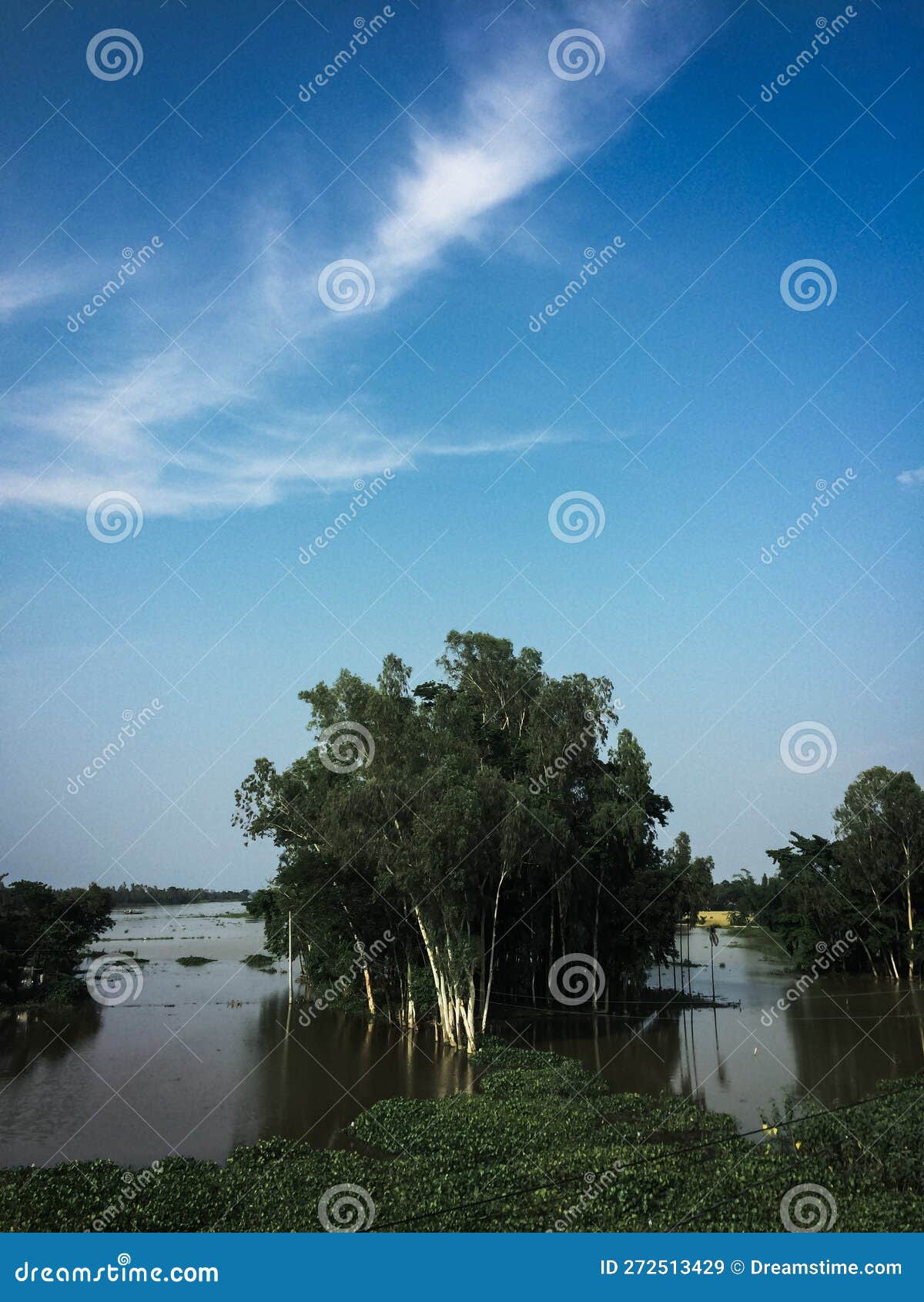 Trees in the Middle of the Swamp. Stock Image - Image of wetland ...