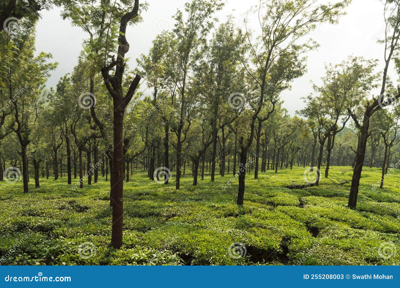 Trees in the Middle of Tea Plantation Adding a Scenic Beauty To the ...