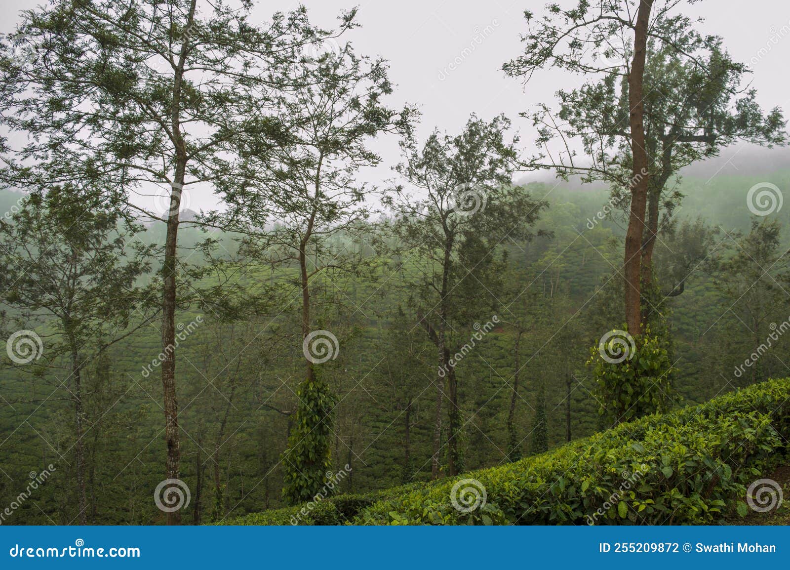 Trees in the Middle of Tea Plantation Adding a Scenic Beauty To the ...