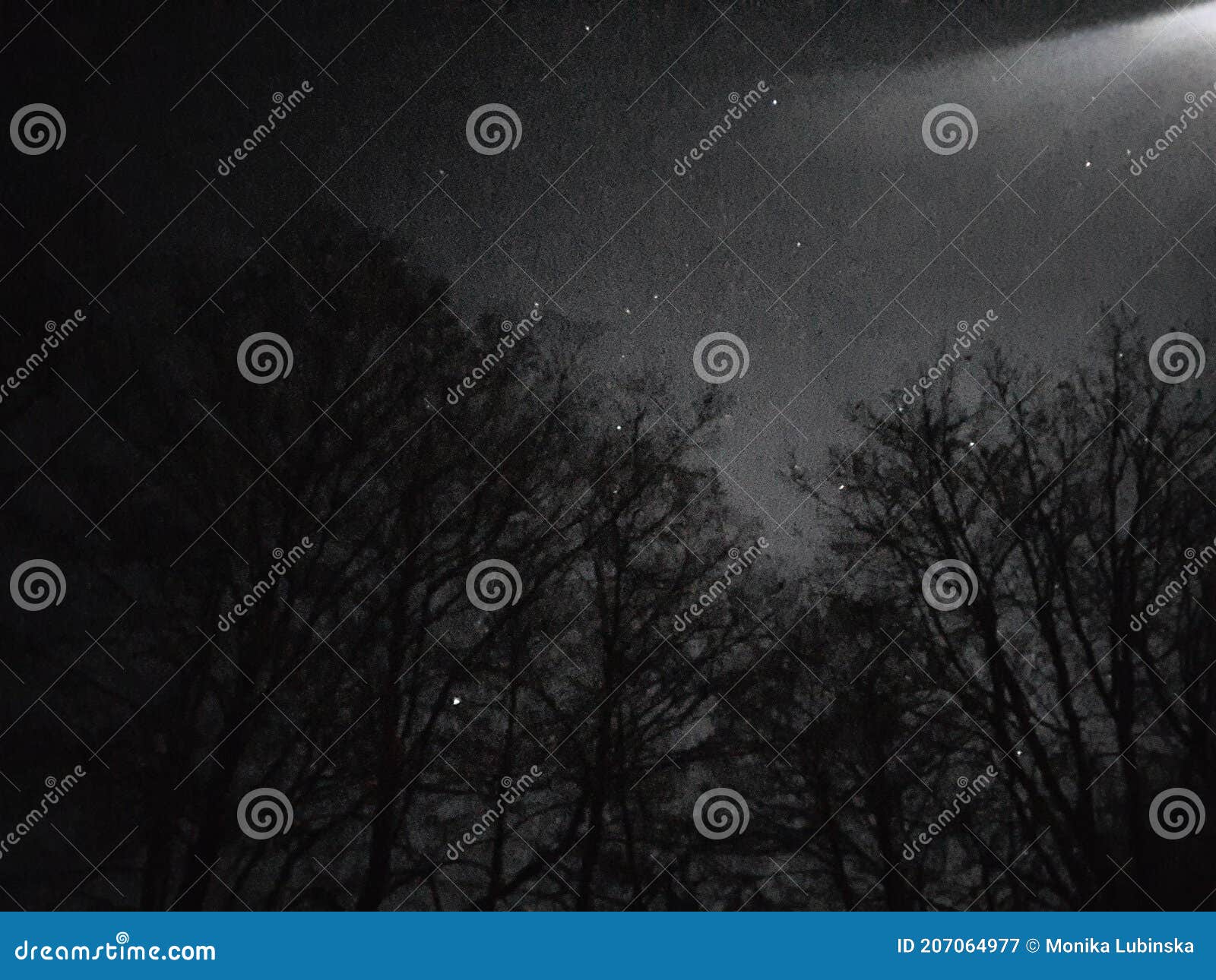 Trees at midnight stock image. Image of darkness, trees - 207064977