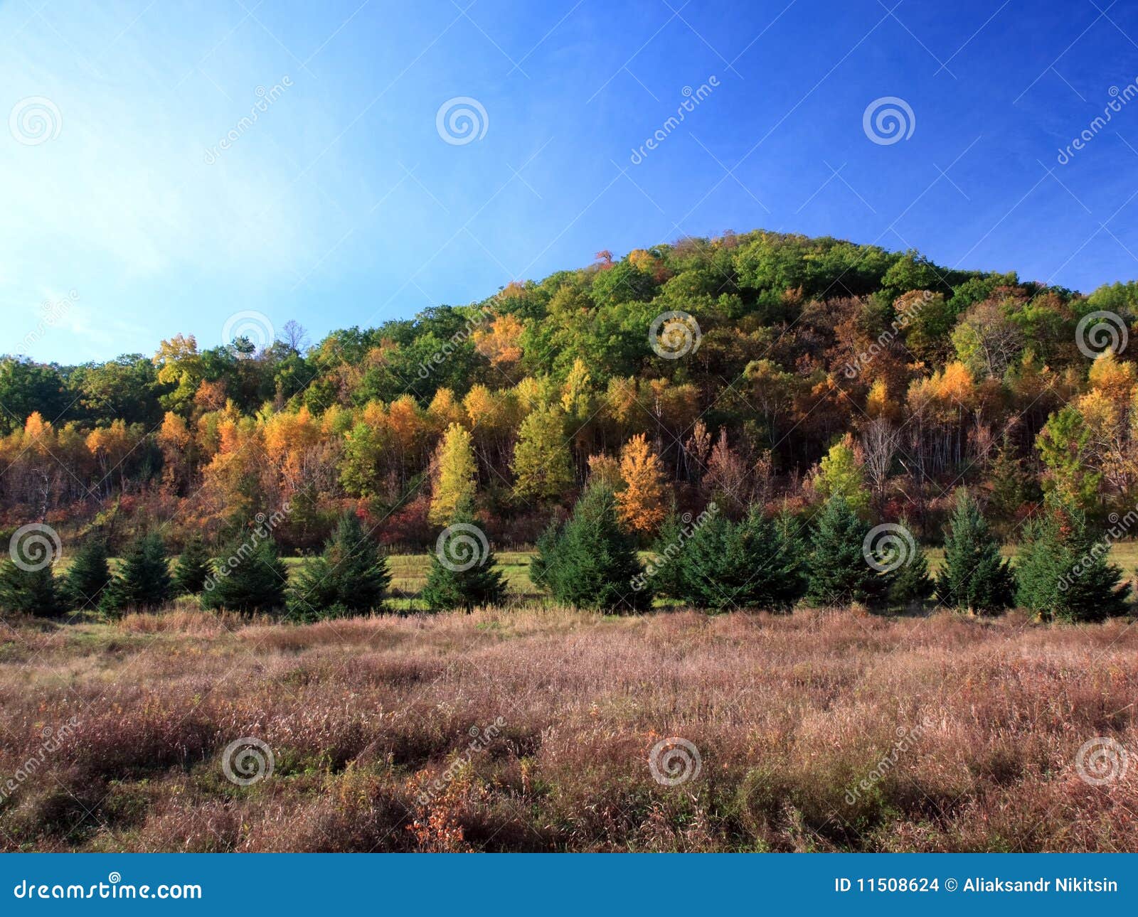 Trees in Minnesota at fall stock photo. Image of blue - 11508624