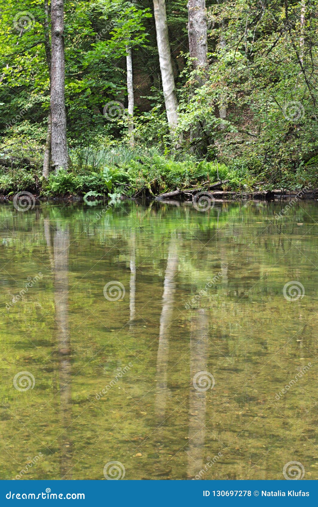 Trees Royalty-Free Stock Image | CartoonDealer.com #130697278