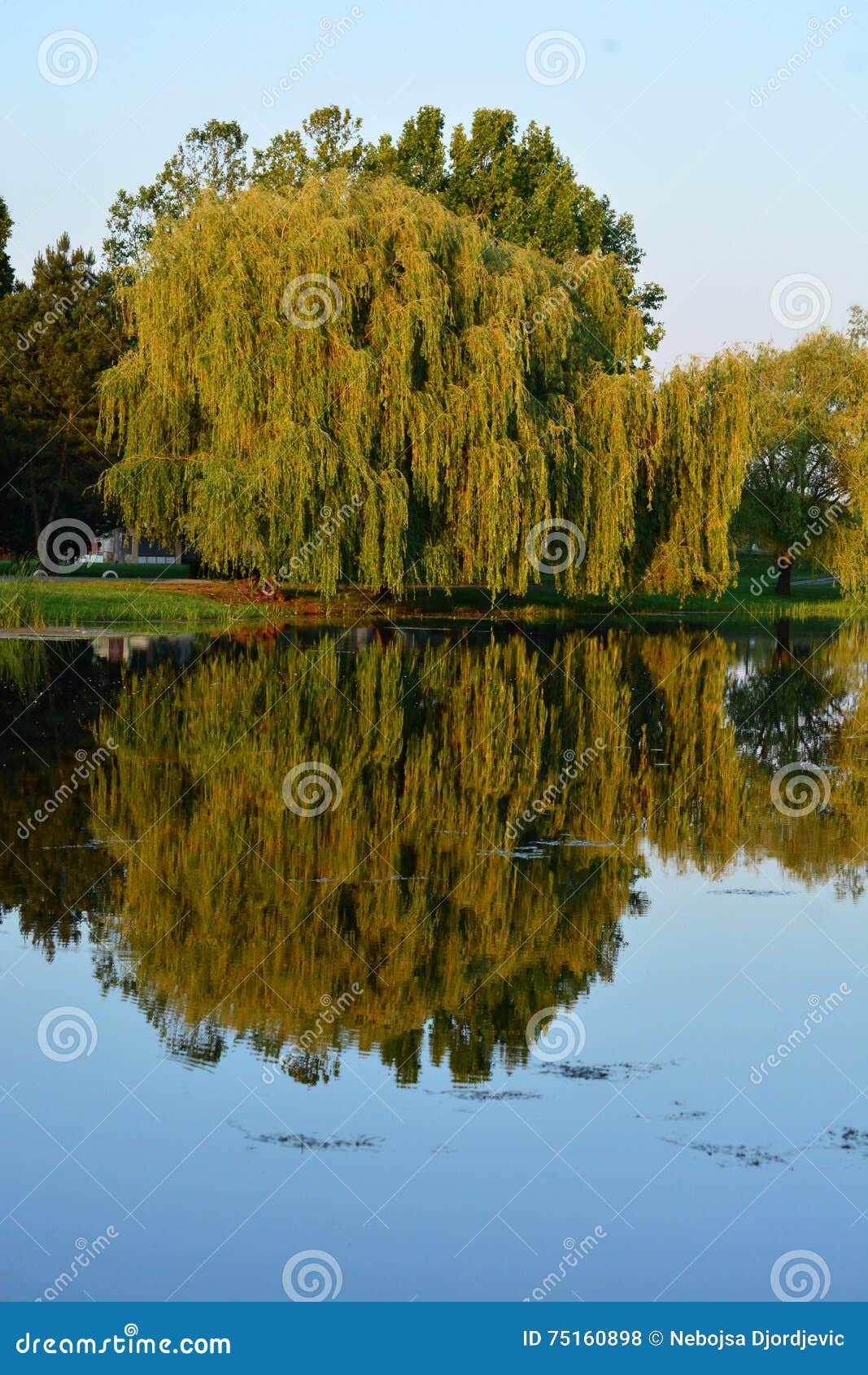 Trees stock photo. Image of trees, mirrored, tree, mirror - 75160898