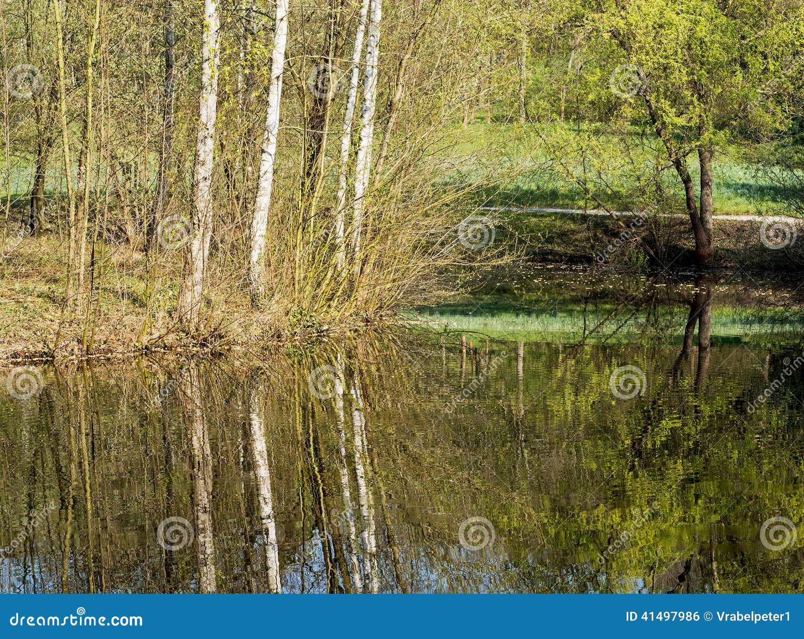 Trees mirrored in a lake stock photo. Image of idyllic - 41497986
