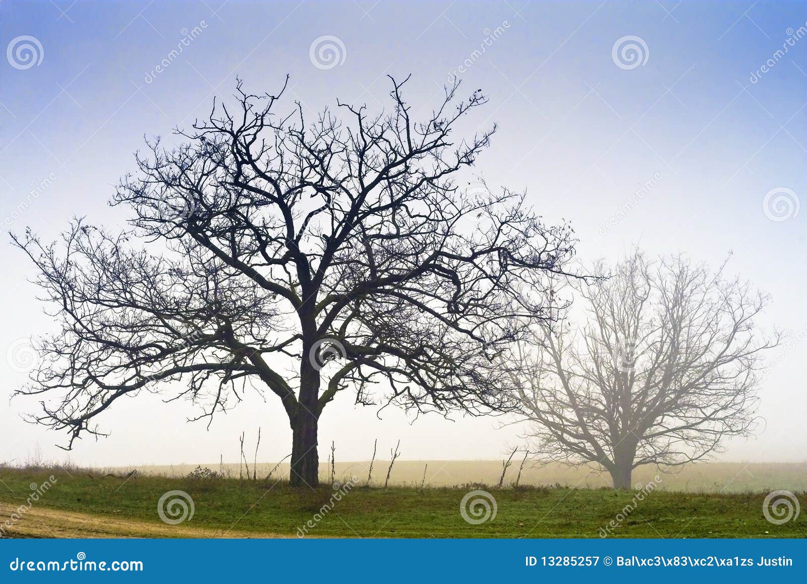 Trees in the Mist stock image. Image of grass, outdoor - 13285257