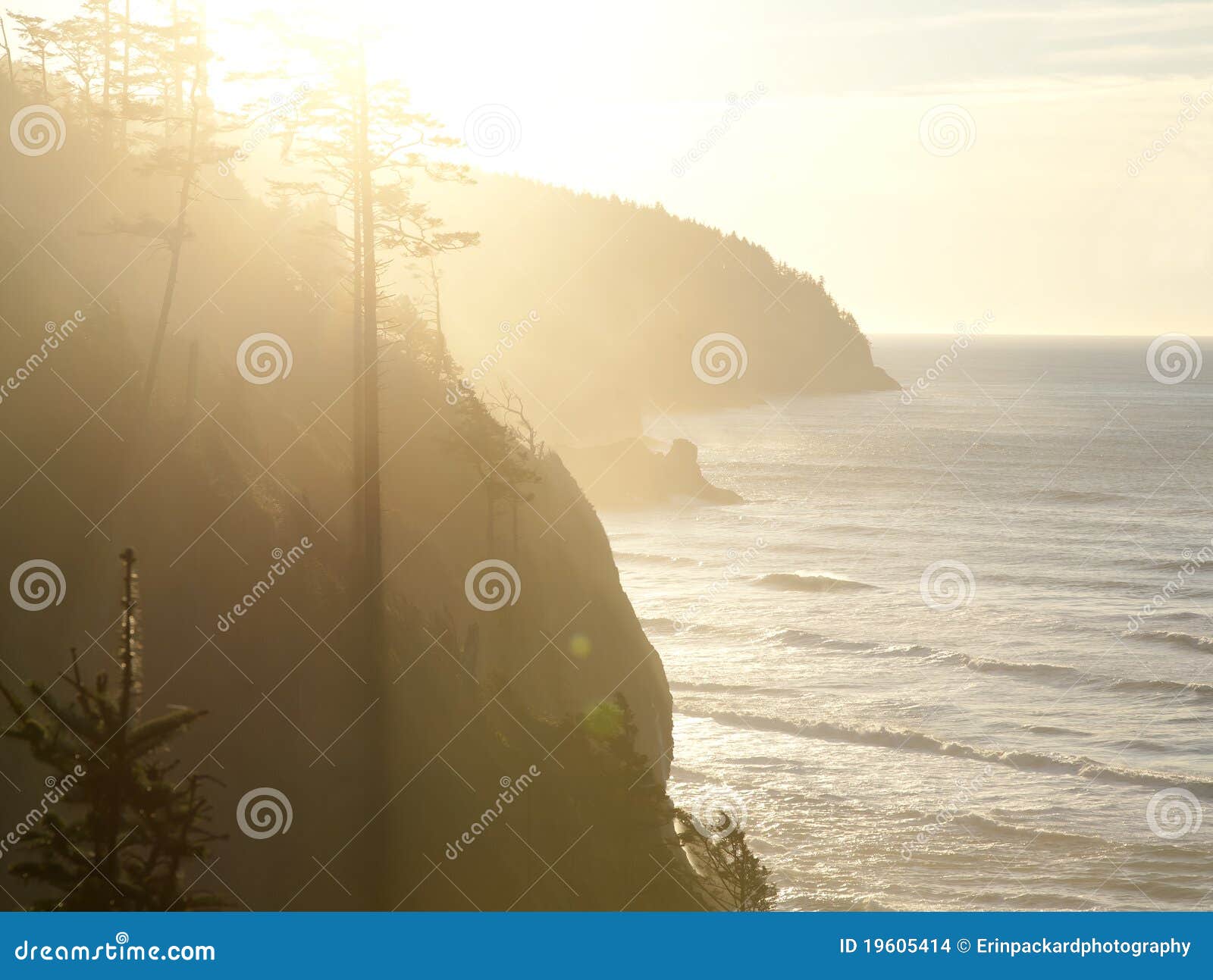 Trees through the Mist stock photo. Image of northwest - 19605414