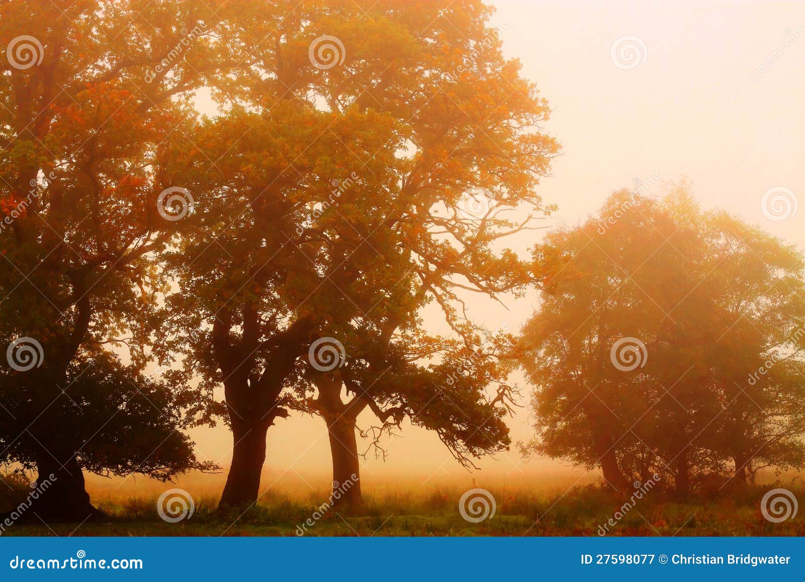 Trees in mist stock image. Image of branches, tree, mist - 27598077