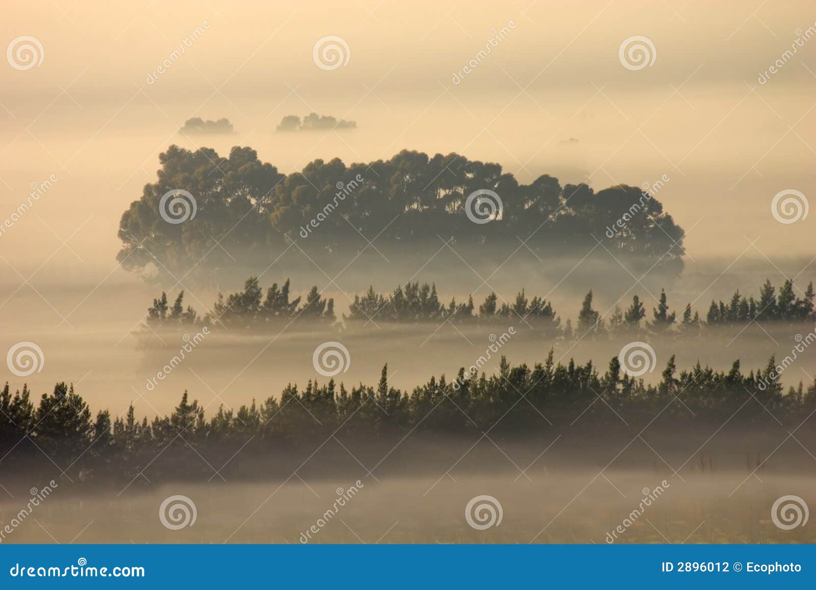 Trees in mist stock photo. Image of morning, scenery, landscape - 2896012