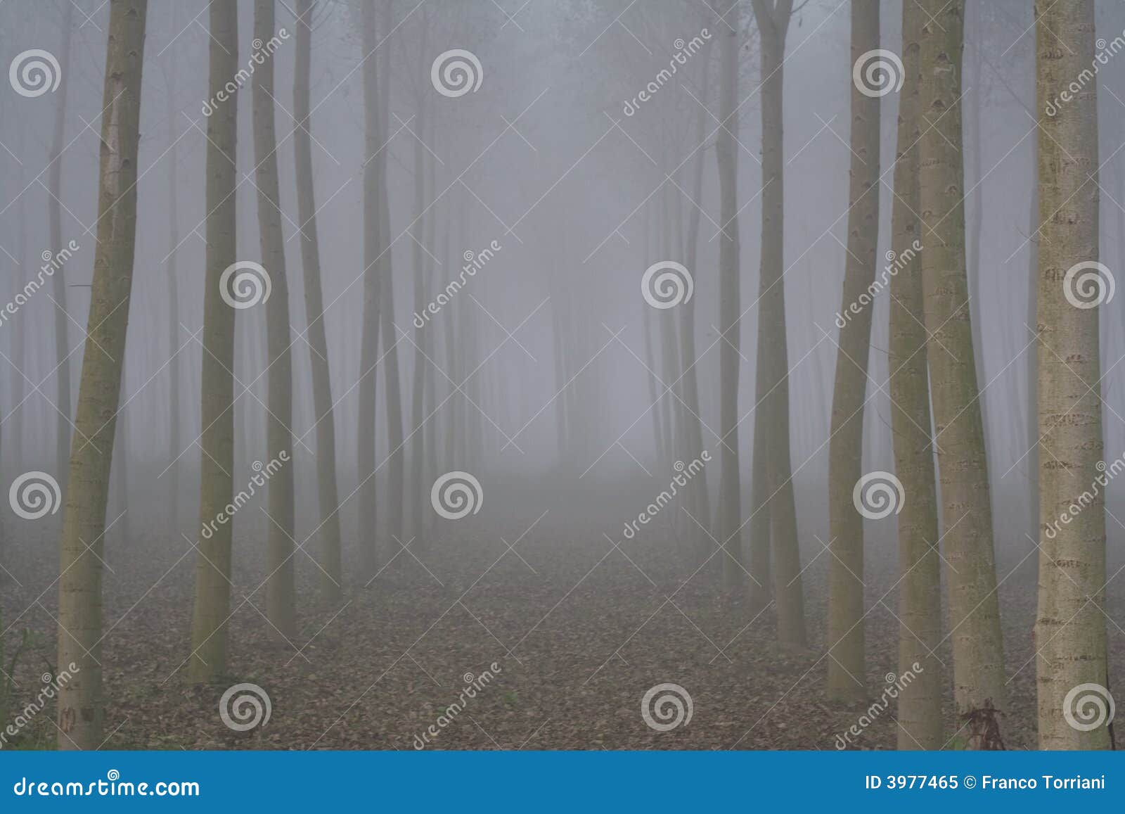Trees In The Mist Picture. Image: 3977465