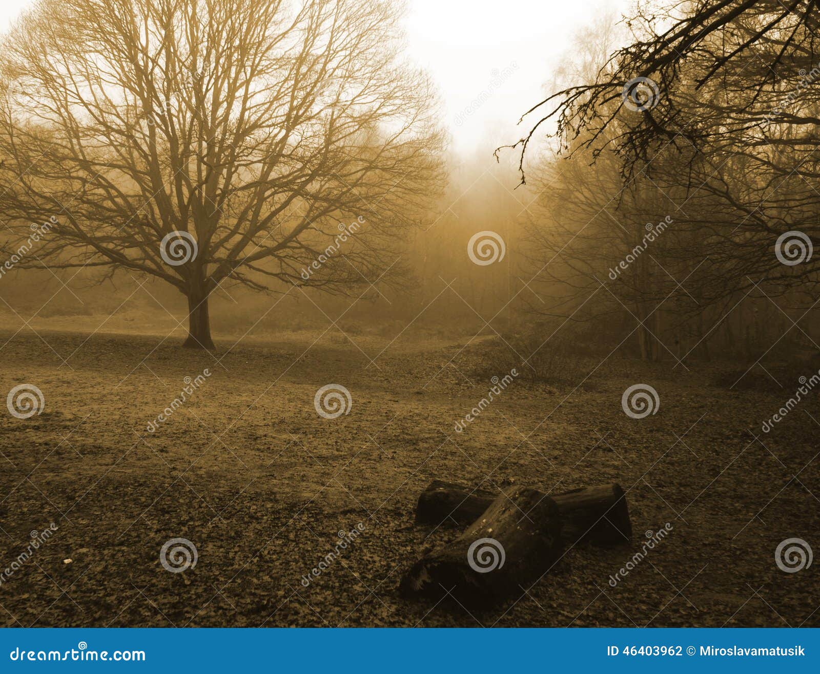 Trees stock photo. Image of mist, branches, outdoors - 46403962