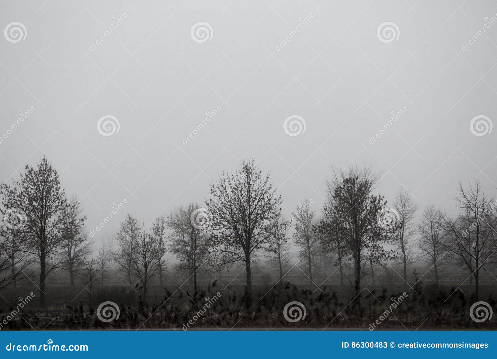 Trees In The Mist Picture. Image: 86300483