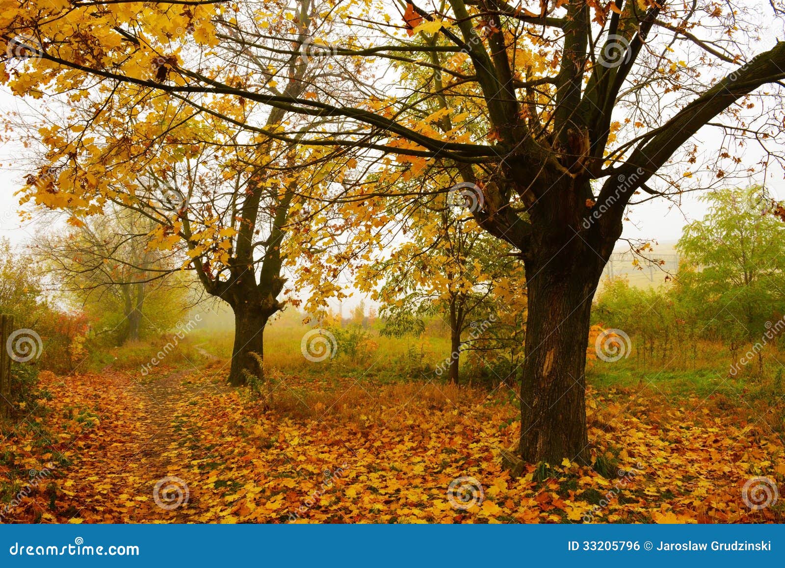 Trees in the mist stock photo. Image of misty, colorful - 33205796