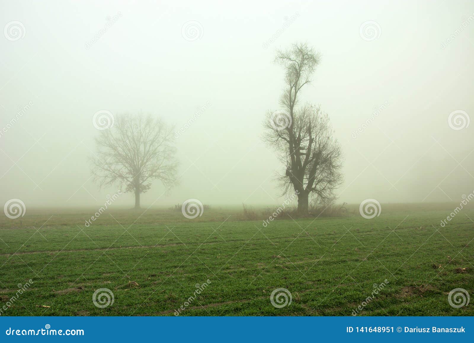 Trees in the Mist Growing on a Field Stock Image - Image of idyllic ...