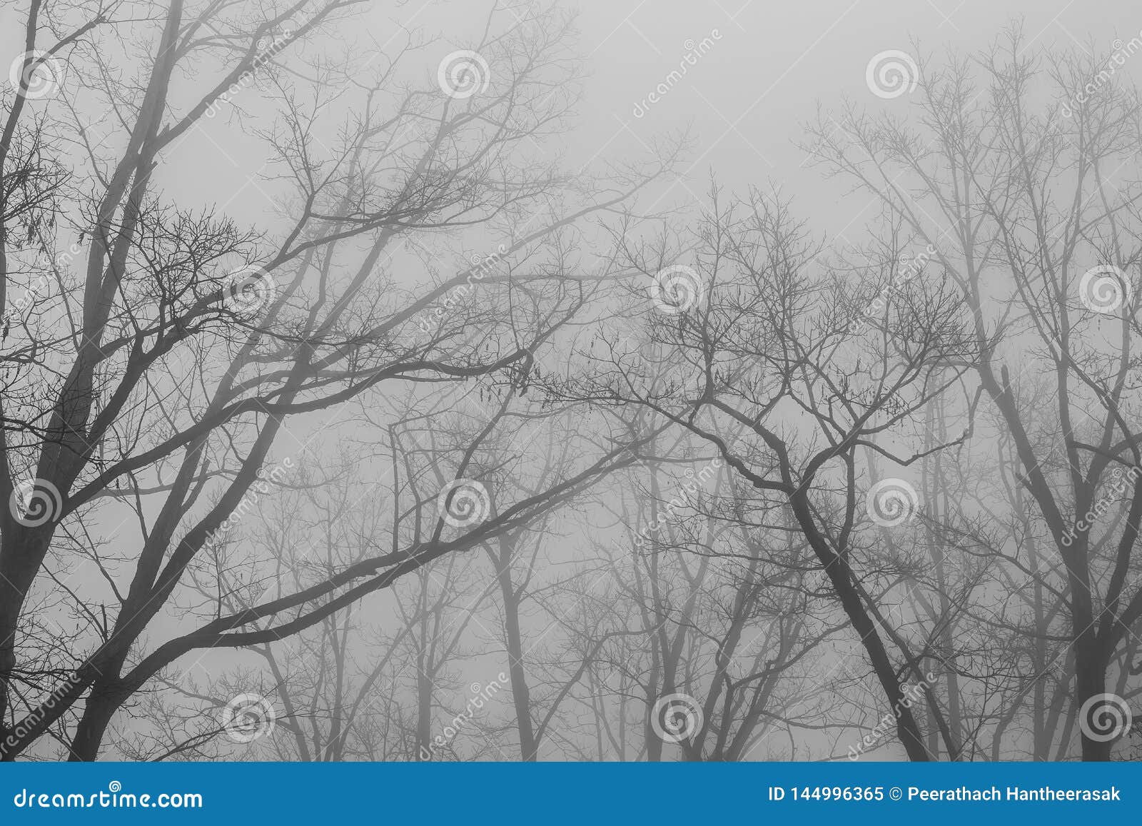 Trees in the Mist, Hangetsuyama Viewpoint - Nikko, Japan Stock Image ...