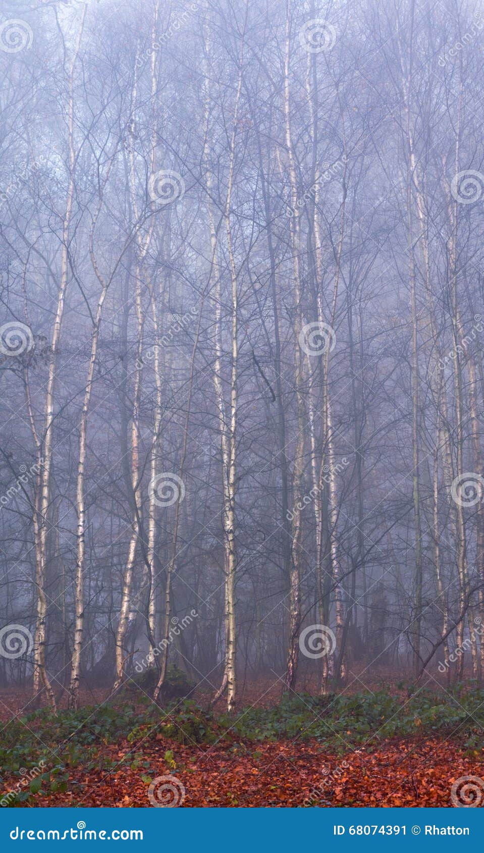Trees in the Mist stock image. Image of environment, countryside - 68074391