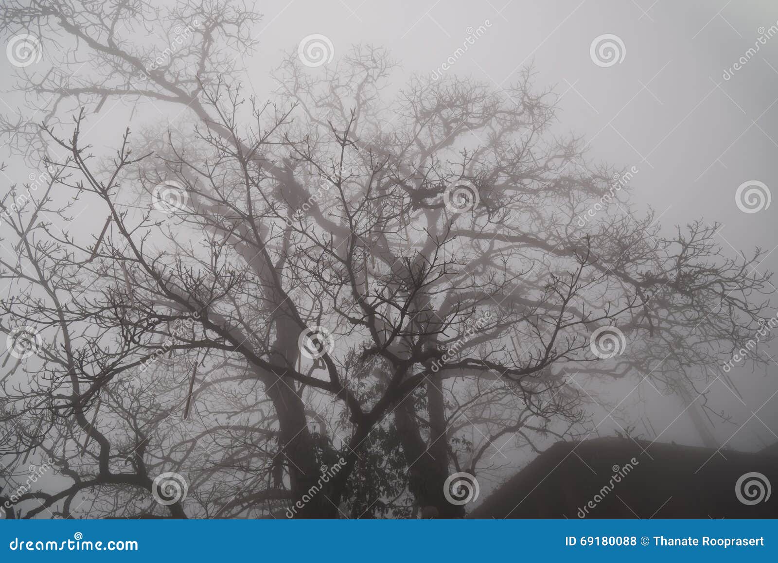 Trees in the Mist. stock photo. Image of phenomenon, outdoors - 69180088